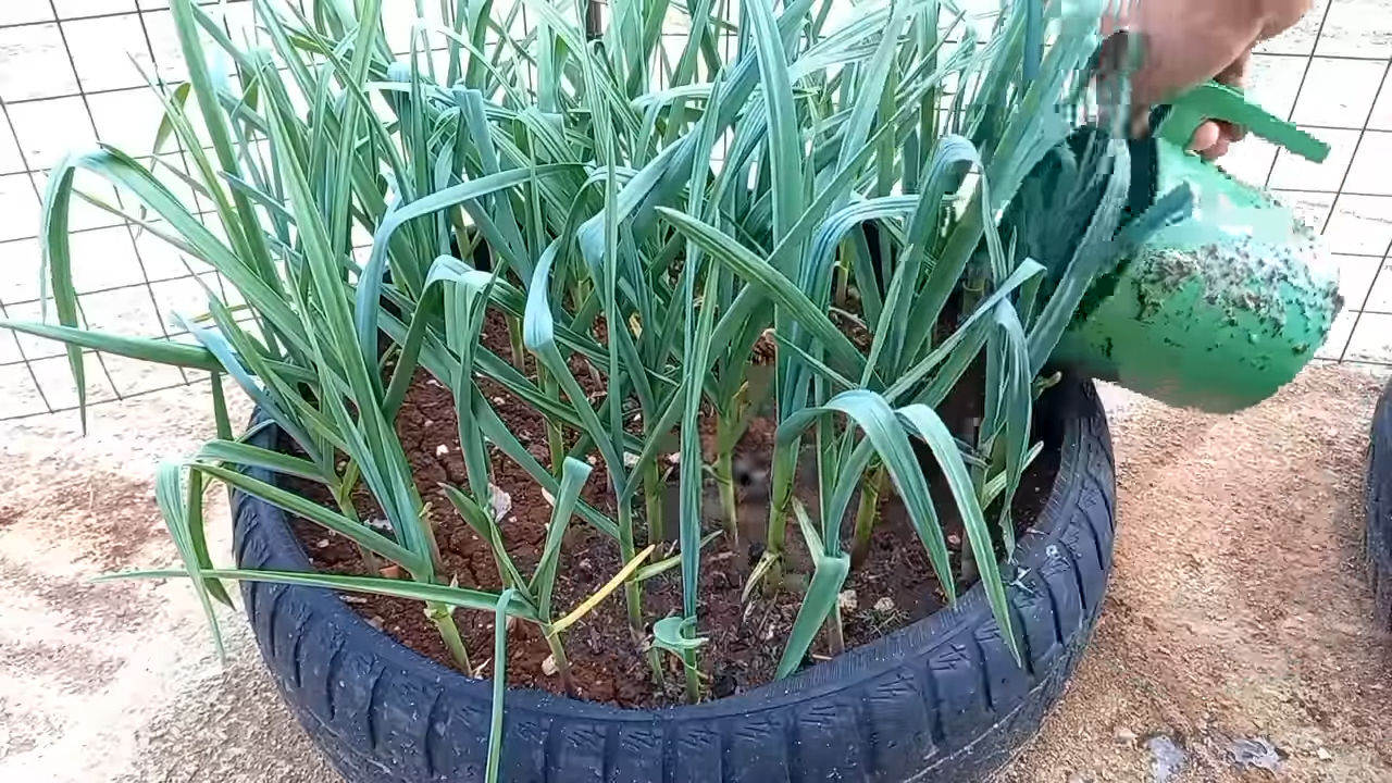 Cultiver de l'ail dans votre jardin : Guide complet - Cuisine facile ...